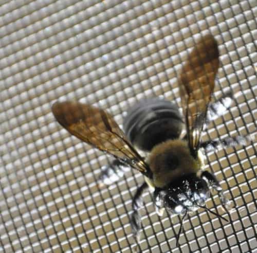 Insect and Fly Screening - Locker Wire Mesh