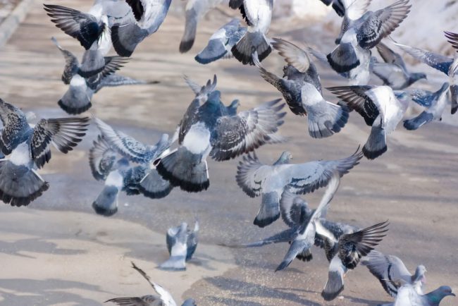 Bird Screening - Locker Wire Mesh